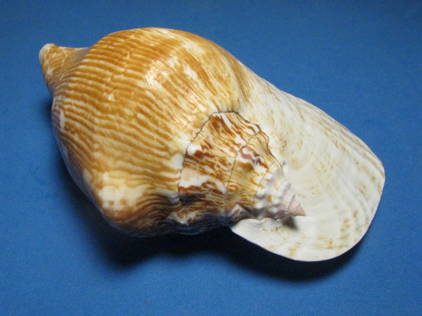 Strombus latissimus Linnaeus, 1758 "ELEPHANTS EAR STROMB" (139.9mm) | eBay