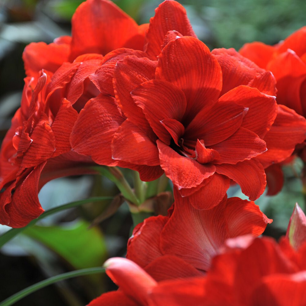 Amaryllis Double Dragon Tender Bulb Double Rich Red Flower 1x Bulb by ...