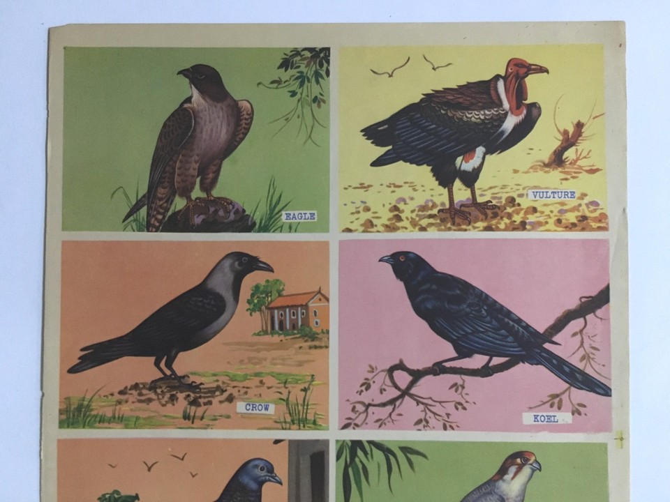India 50s Chart DIFFERENT TYPES OF BIRDS 10in x 14in (14311) | eBay UK