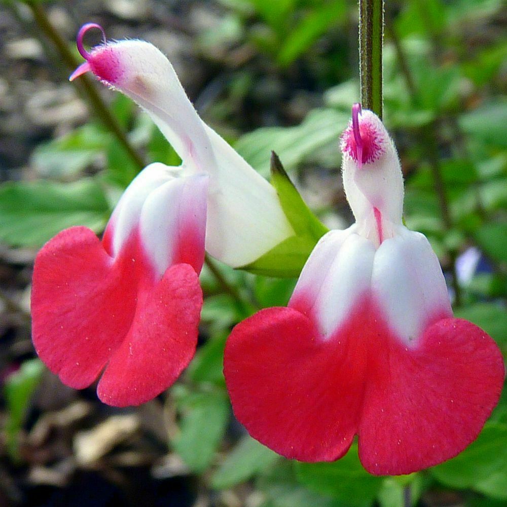 Red And White Salvia