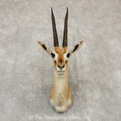 Gazelle Head