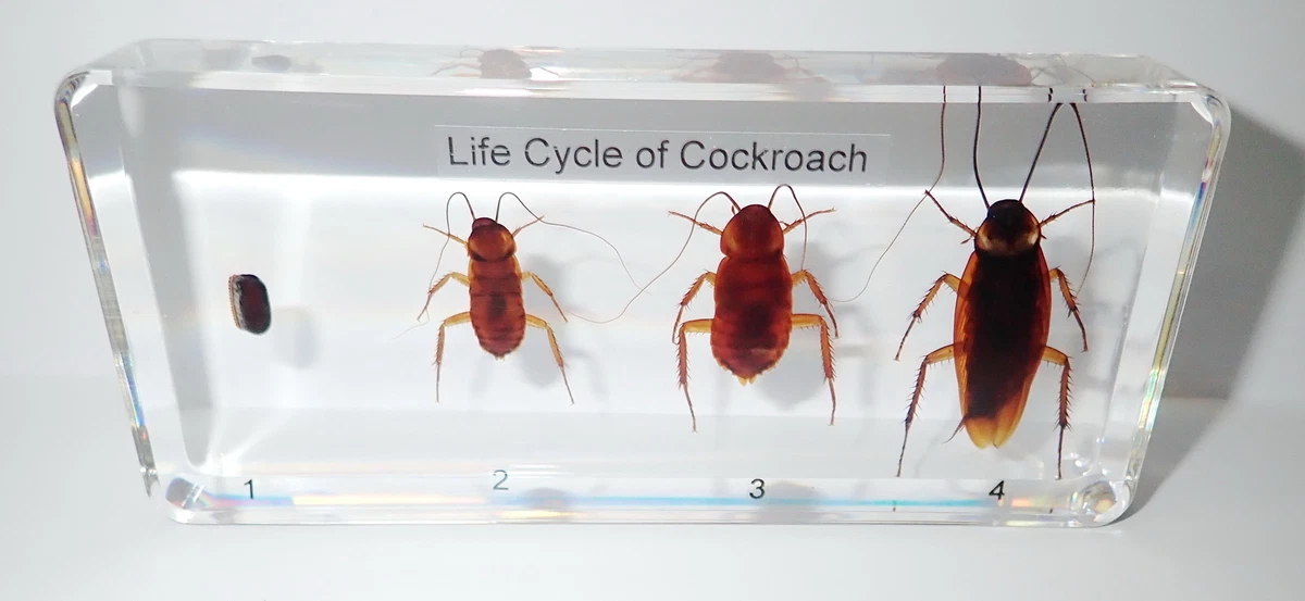 American Cockroach Life Cycle
