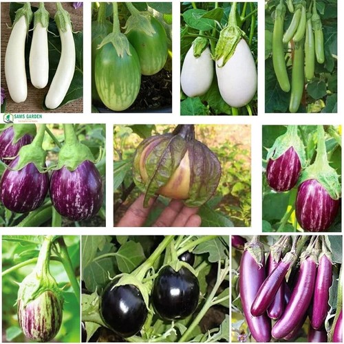 9 in 1 Brinjal Seed Pack – Easy Growing, Tasty Eggplant Seeds for ...