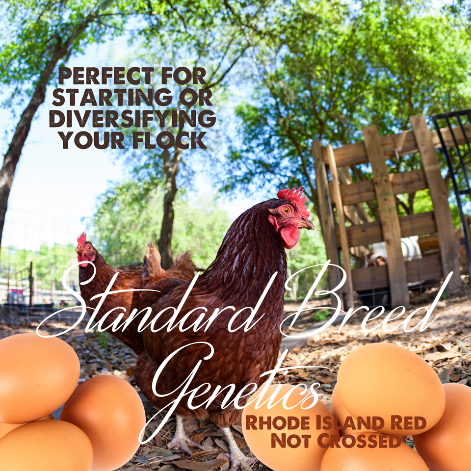 Rhode Island Red Fertile Hatching Eggs Choose Qty Your Shipping Same ...