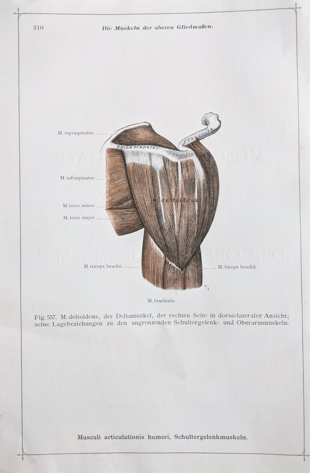 1911 GERMAN ANATOMY PRINT UPPER LIMBS MUSCLES DELTA SHOULDER JOINT | eBay