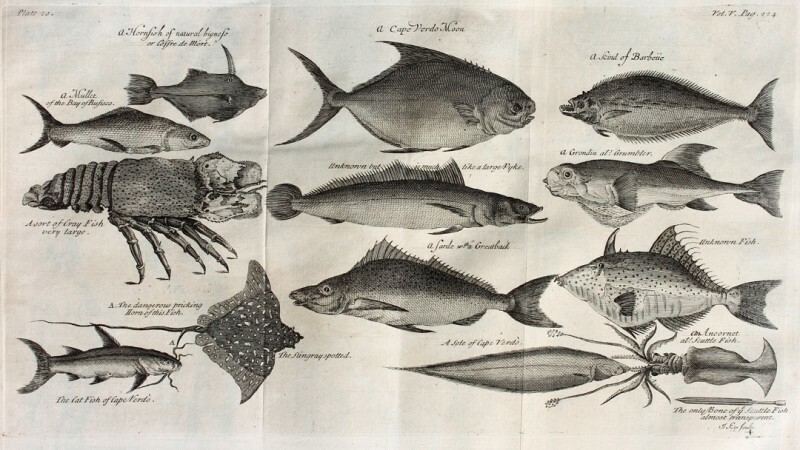 Afrika Kap Verde Mond-Fisch Moon-Fish Krebs Krabbe Rochen Catfish ...