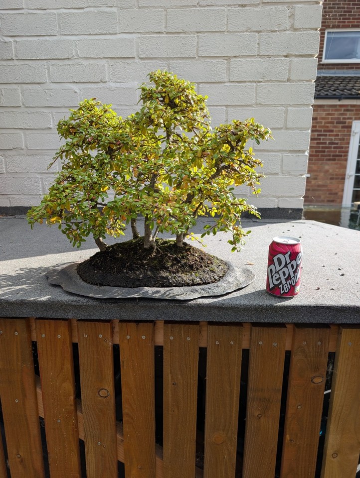 Bonsai Tree | eBay UK
