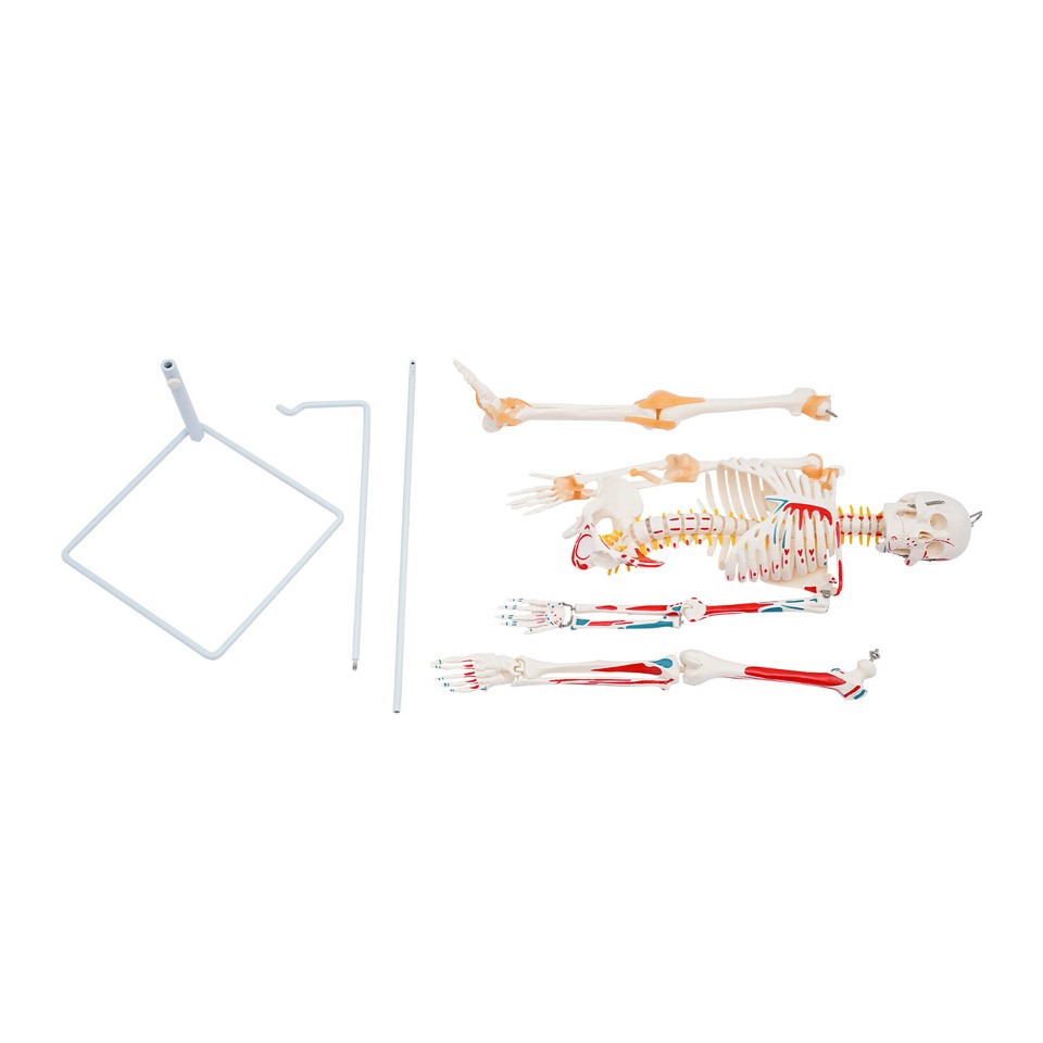34" Movable Human Skeleton Model W/ Spinal Nerves+stand Medical ...