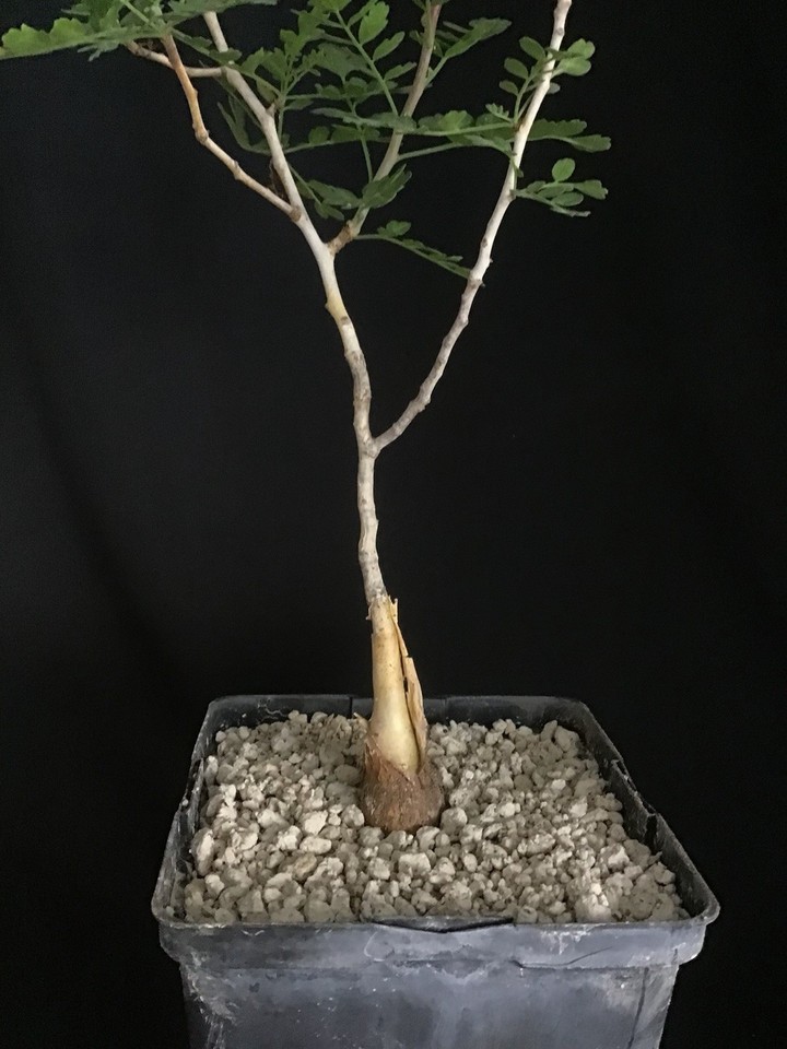 Pachycormus discolor Caudex Caudiciform Bonsai Tree -First Time offer ...