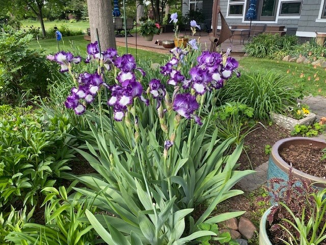 Lot 2 "Stepping Out" Iris Rhizomes Tubers bare root Purple/White ...