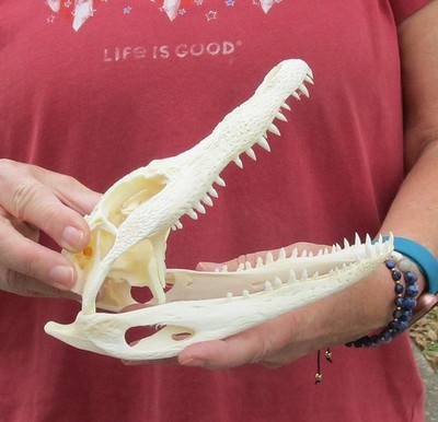 Authentic 8" Florida Gator Skull - Alligator mississippiensis # 51395 ...