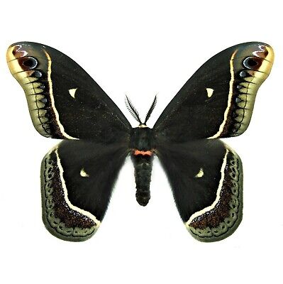 Eupackardia calleta male black saturn moth Arizona USA UNMOUNTED/WINGS ...