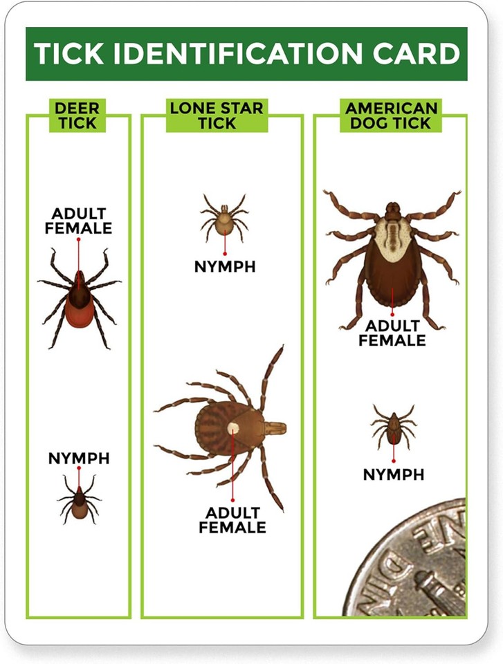 Tick Remover Value 3 Pack - Tick Remover Tools + - for Humans, Dogs & Cats 1 Set | eBay