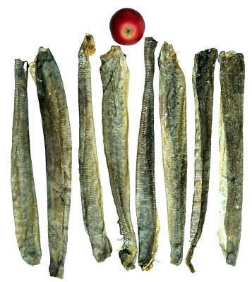 17 " EXTRA LONG Atlantic Wild Cod Fish Skin Flatties Air Dried Omega-3 ...