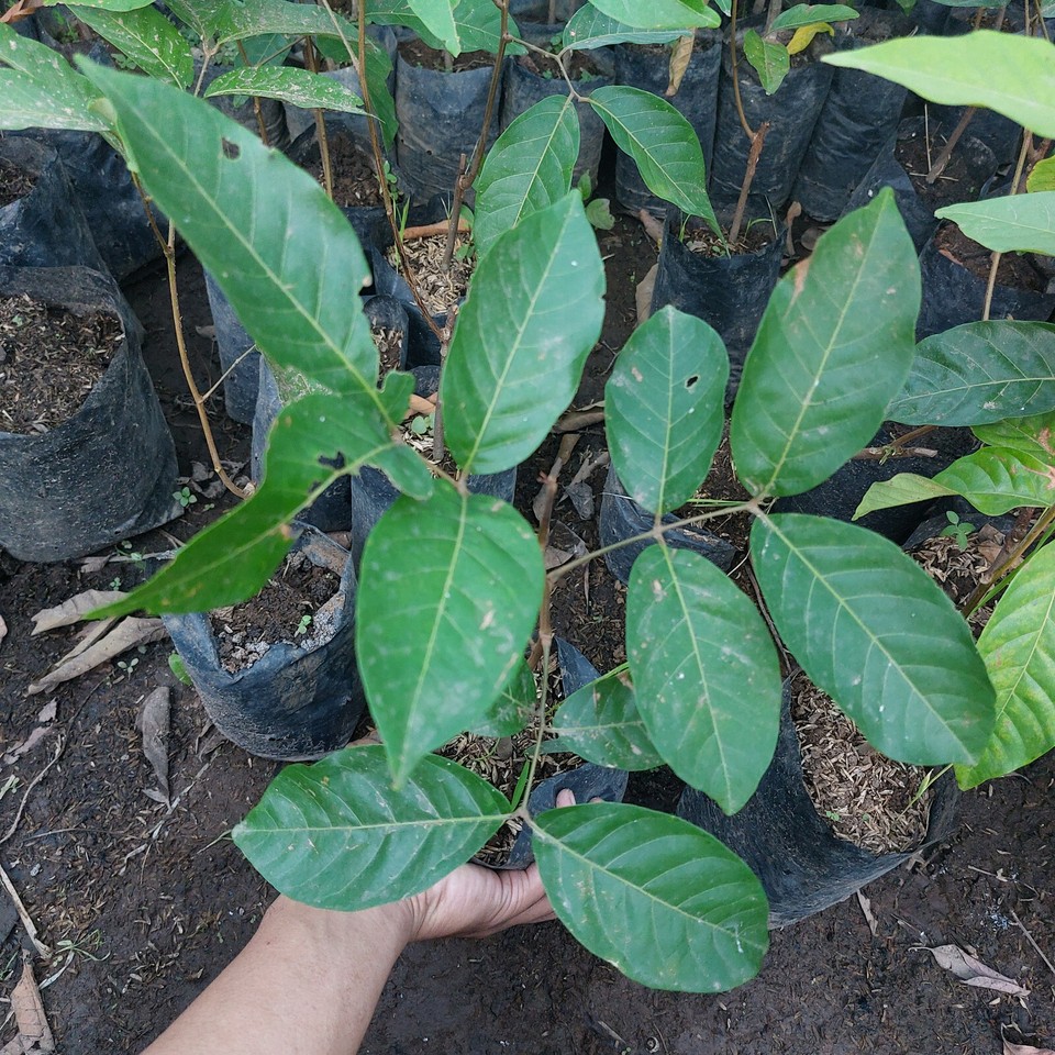 Grafted Rambutan Binjai Nephelium lappaceum Linn Fruit Tree Free Phyto ...