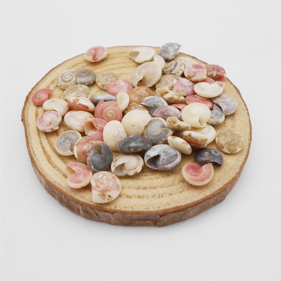 200-pack Bulk Tiny Snail Shells Seashells Beach Wedding Craft ...