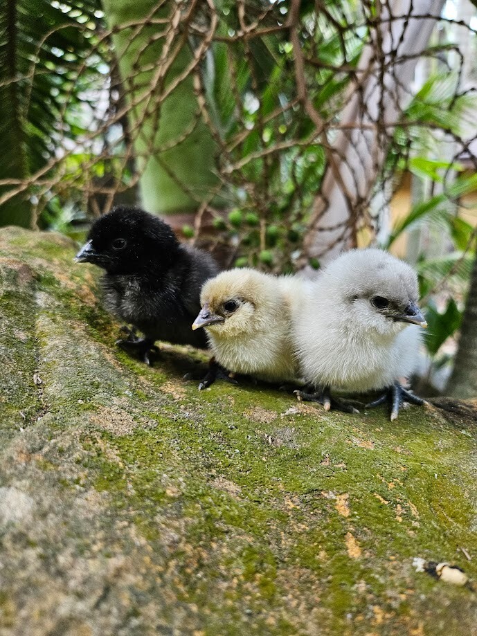 (6) Fibro Olive Egger Hatching Eggs - Unique Fibro Ameraucana x Marans ...