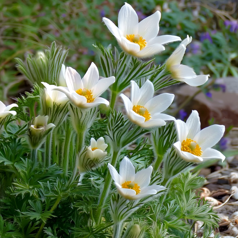 Pasque Flower 20 Seeds | Heirloom Anemone patens wolfgangiana for ...