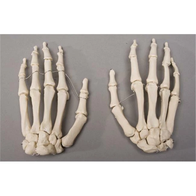 Right Hand Bone Anatomy