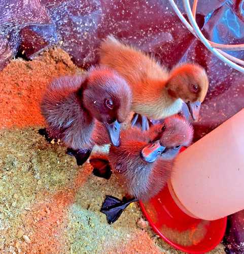 3 Fertile Cayuga + Cayuga Mix Duck Hatching Eggs - Rare Grey/Black Egg ...