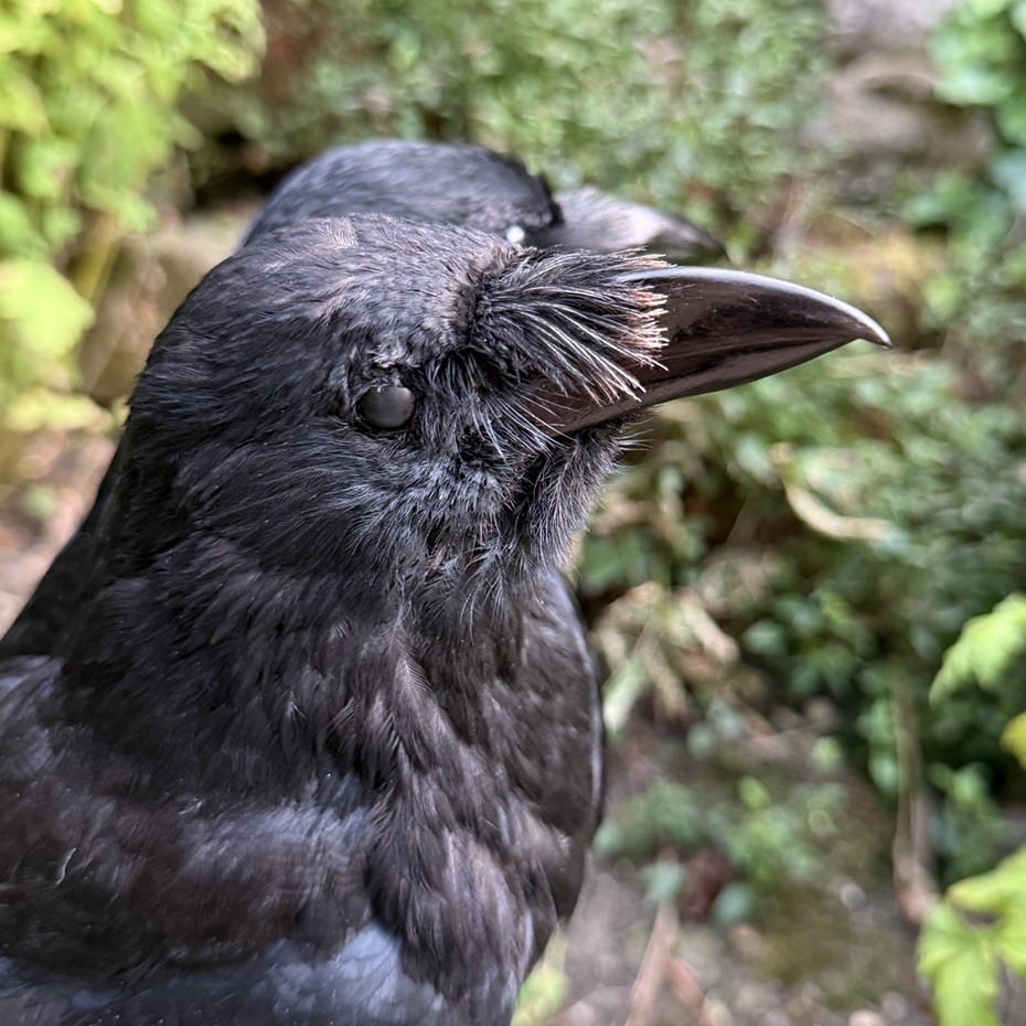 🎄 Taxidermy XL large Two Headed Crow not A raven GOTHIC 🎃 🖤 | eBay UK