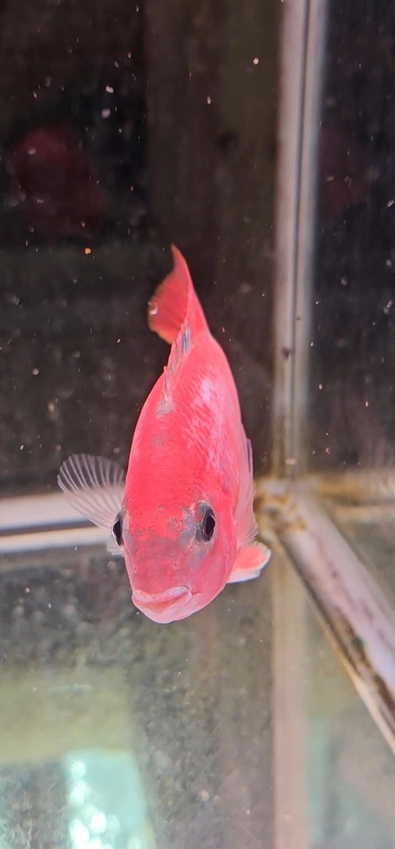 High Quality Classic F1 Kamfa Female Golden Base (GB) Flowehorn Live ...