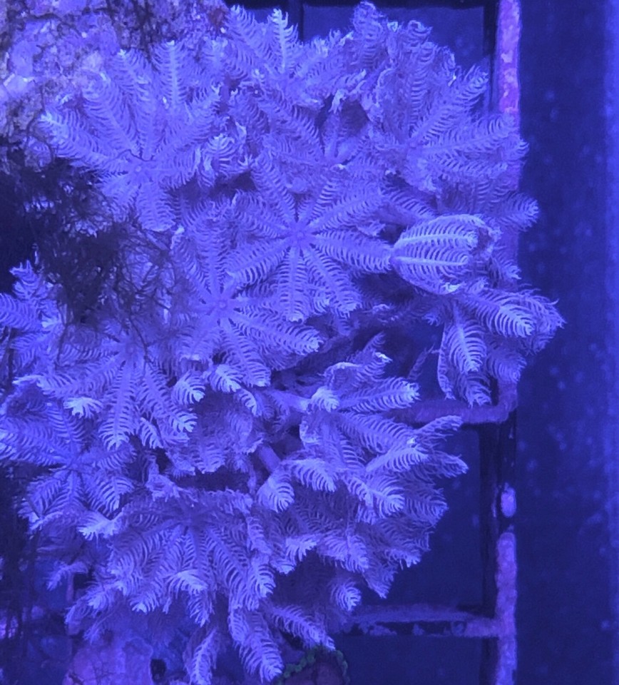 live coral Red Sea Pulsing Xenia "coralSLover" | eBay