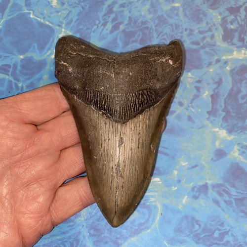 MEGALODON SHARK TOOTH 4.62” HUGE TEETH MEG SCUBA DIVER DIRECT FOSSIL NC ...