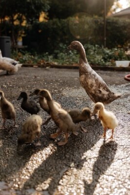 6 Fertile Duck Eggs For Hatching! Khaki, Blue Runner, Harlequin, Cayuga ...