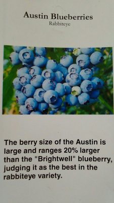 AUSTIN BLUEBERRY 4-6 FT Plant Sweet Juicy Blueberries Plants Amino ...