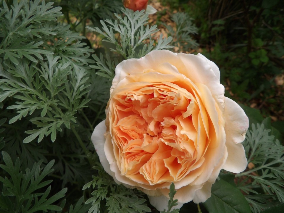 AUSwinter Own Root English Rose Plant , see state ship restrict | eBay