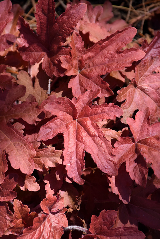 HEUCHERELLA 'RED ROVER' CORAL BELLS LIVE PERENNIAL PLANT BARE ROOT | eBay