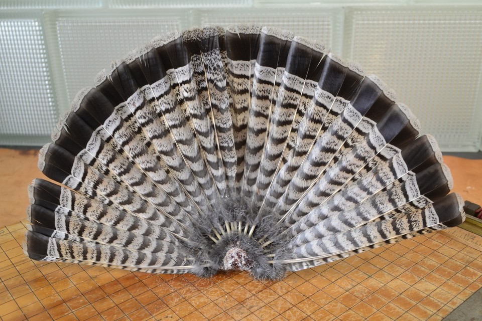 Mature Minnesota Ruffed Grouse Feathers Tail Fan Gray Color Phase | eBay