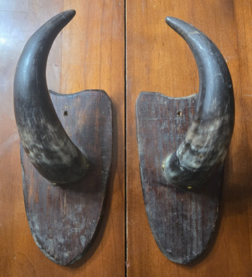 Pair of Vintage 1920's Mounted Animal Horns - 5" Length - Handmade Folk ...
