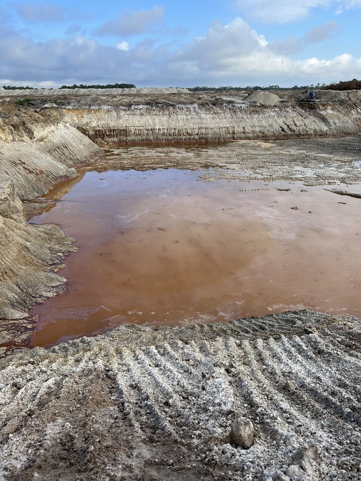RARE Fossilized KINGS CROWN Shell From Central Florida, Pliocene Era ...