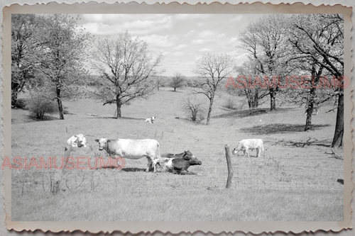 50s ILLINOIS FARM CATTLE COW FIELD BARN TREE OLD VINTAGE USA Photograph ...