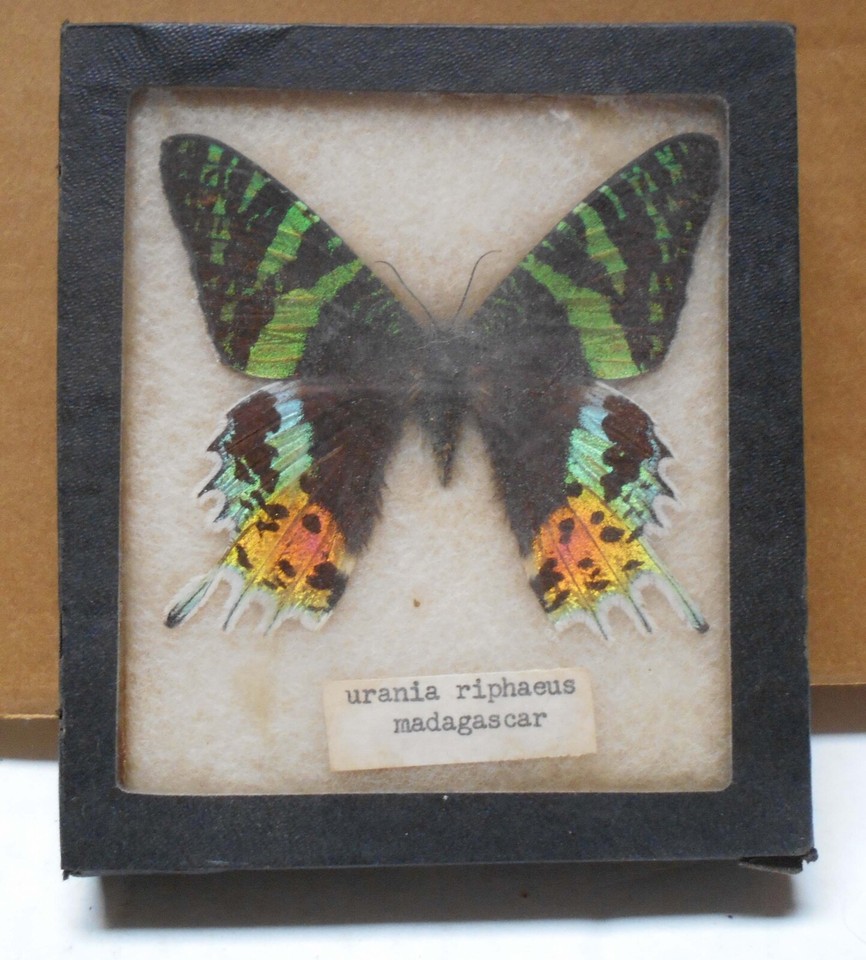 Vintage Framed Urania Riphaeus Moth, Real, Madagascar | eBay
