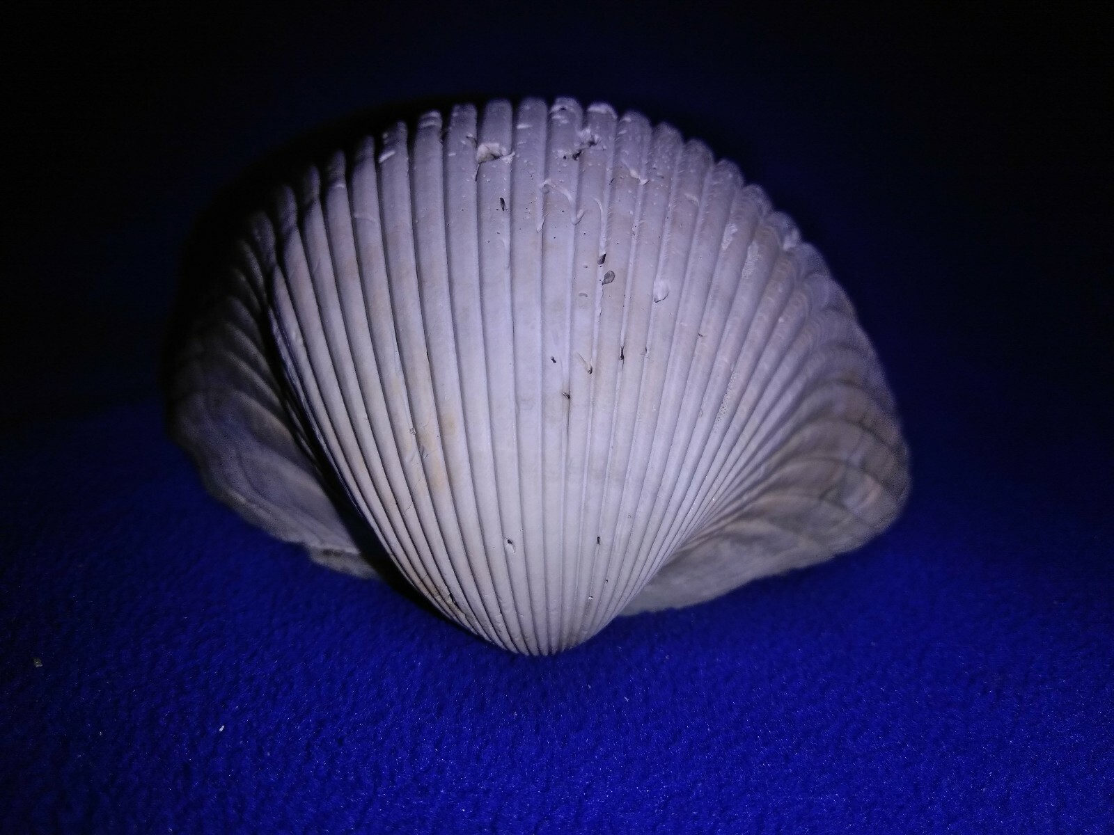 CK04 Atlantic Giant Cockle Sea Shell Dinocardium Robustum Cardiidae ...