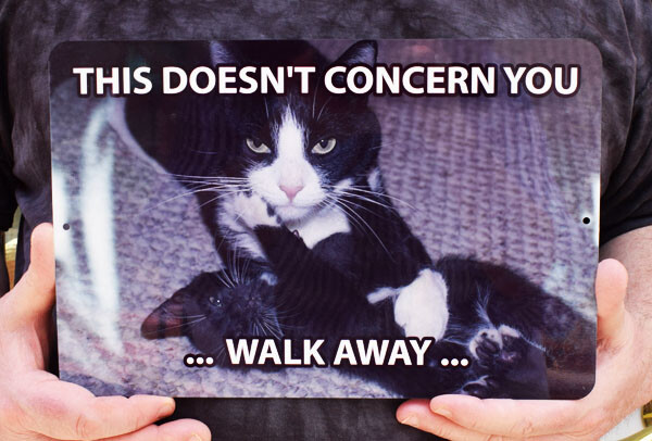 Cat Walking Meme