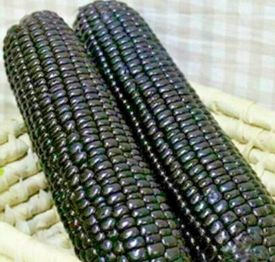 Blue Black Aztec Sweetcorn Negro Sweet Corn Maize Mais 20 Seeds ORGANIC ...