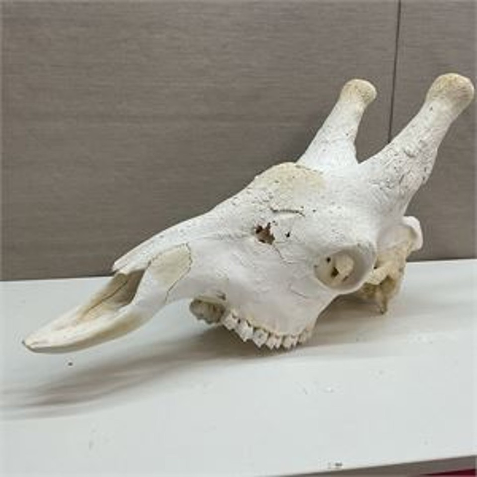 Authentic Massive South African Giraffe Skull Taxidermy Safari ~28 ...