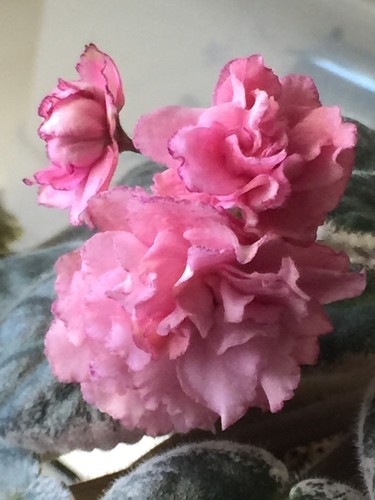 African Violet Cajun's Dixie Pride (Std) - Starter Plant | eBay