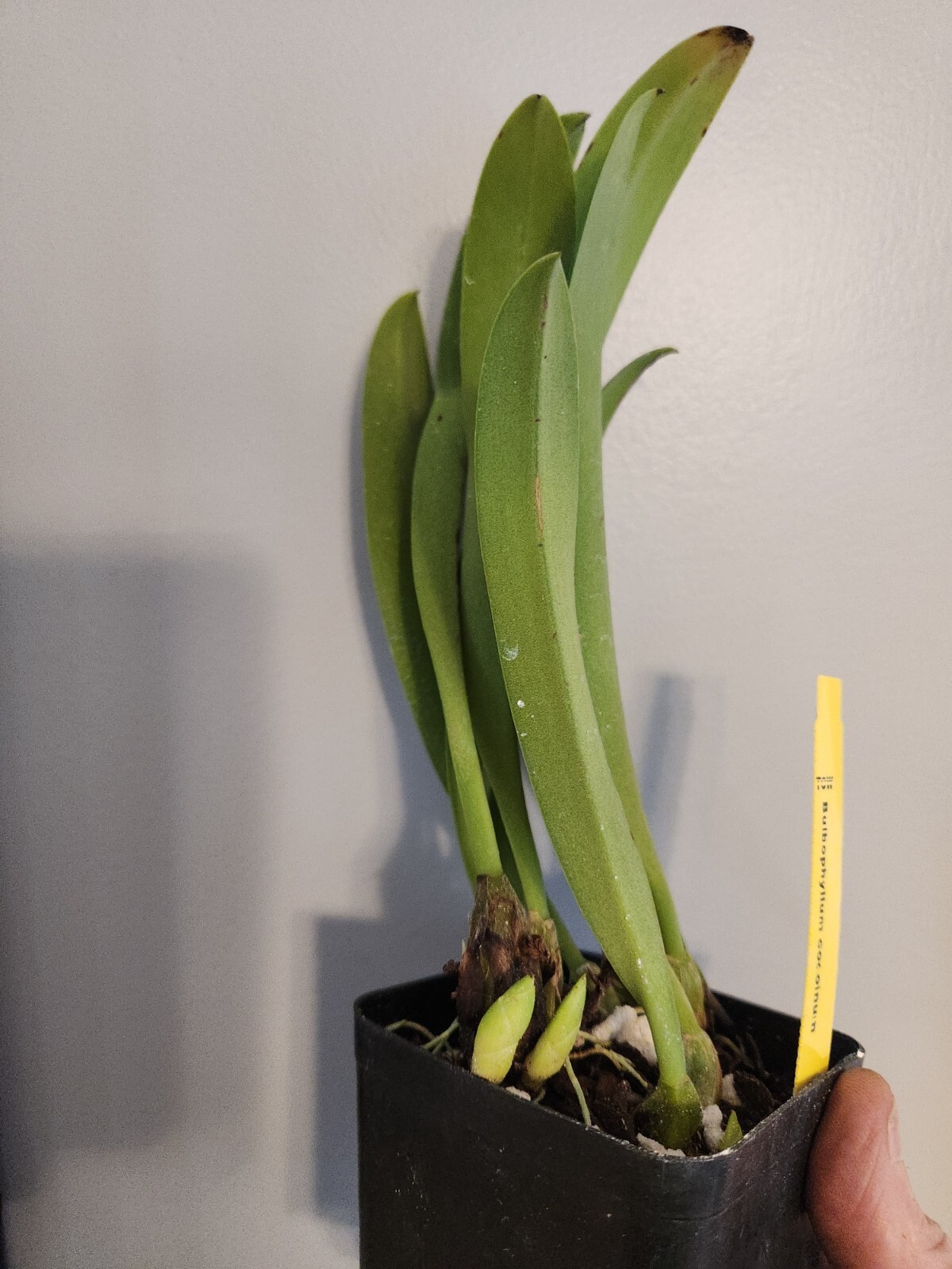 Bulbophyllum cocoinum Species Orchid Plant in 3" Pot | eBay