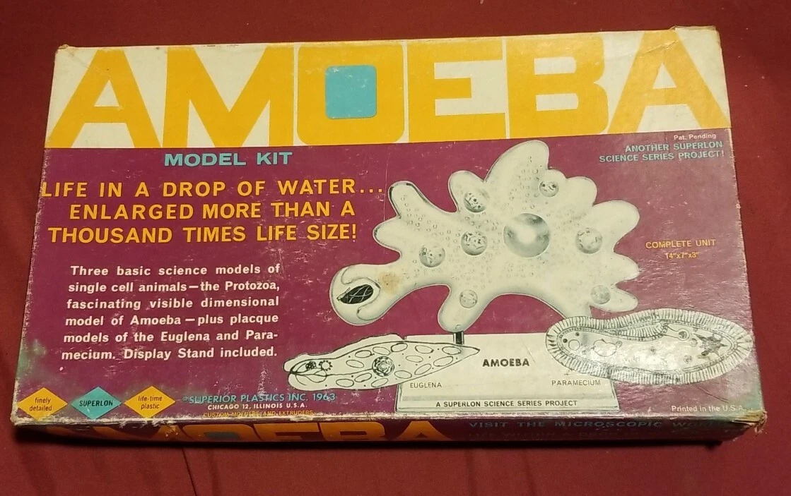 Amoeba Cell Model