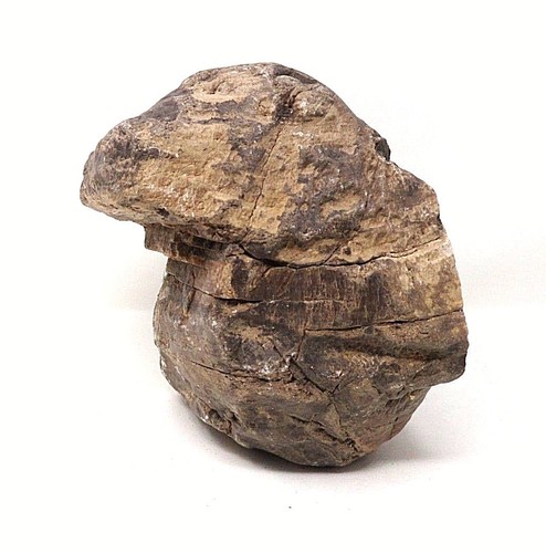 Wyoming petrified wood - rough - 12 lbs 3 oz - 8x5x5 1/2 - Old Estate ...