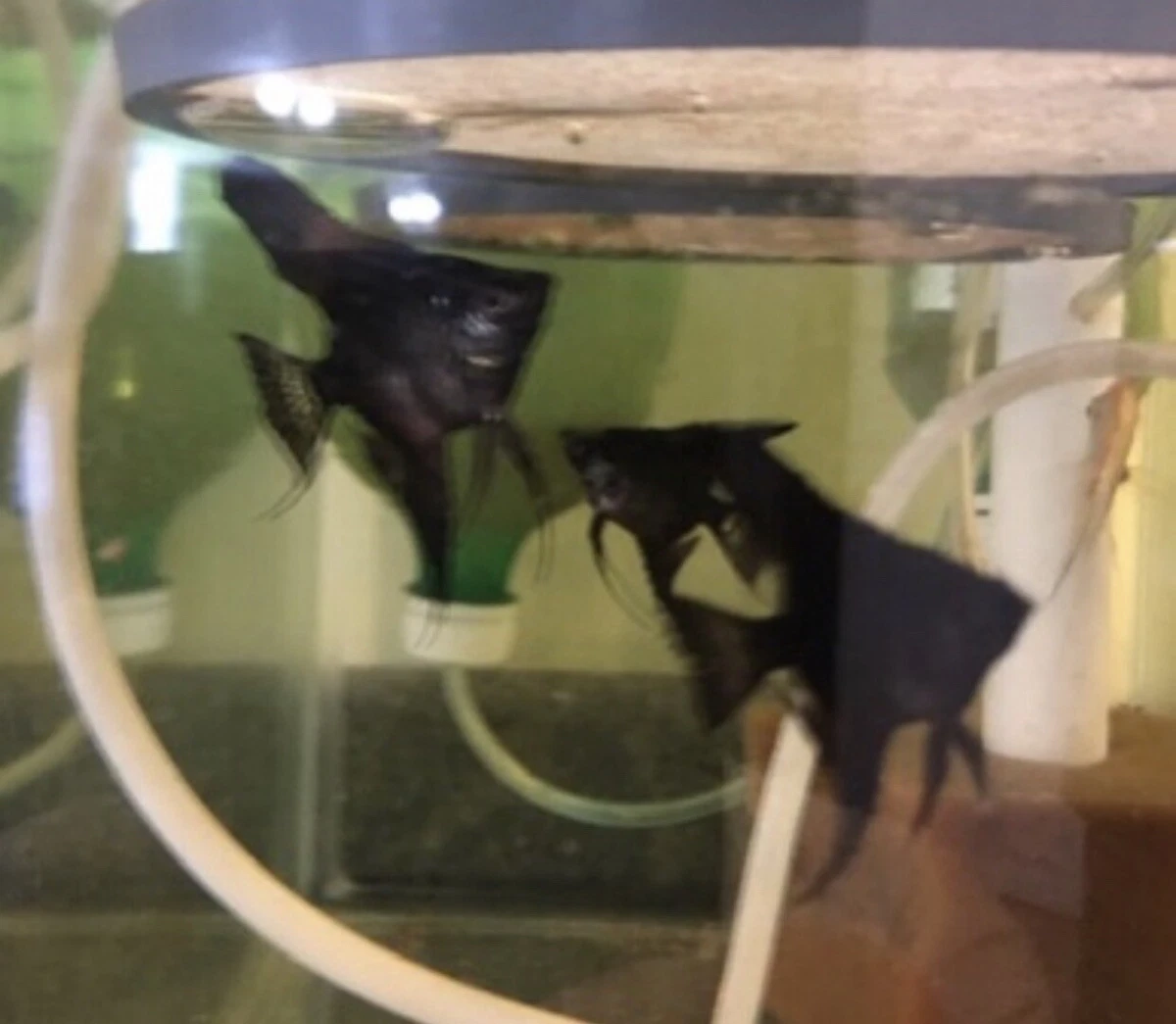 Black Lace Angelfish