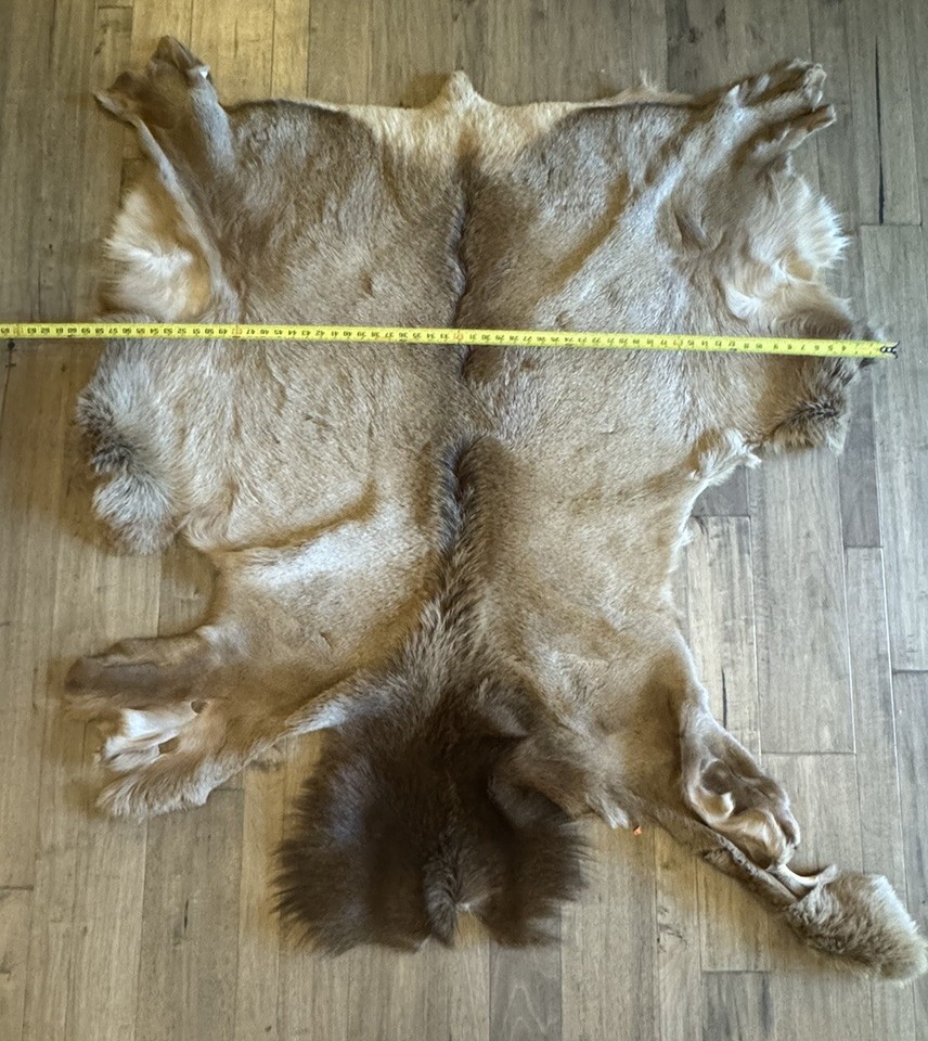 Gorgeous Elk Taxidermy, Cape, Hide | eBay