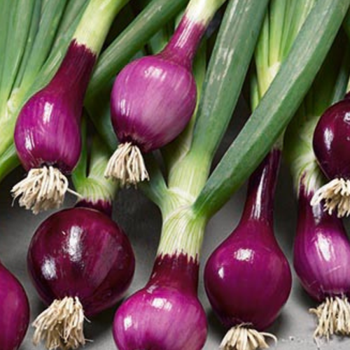 Red Spring Onion Seeds Purple Lilia - 250 Fresh Easy to Grow UK ...