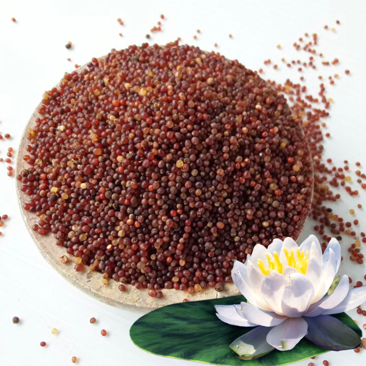 Nymphaeaceae Seeds 30 Water Lilies (Nymphaeaceae) Ideas | Water