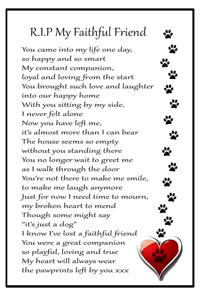 Dog RIP Magnet Gift - RIP My Faithful Friend - sympathy memorial ...
